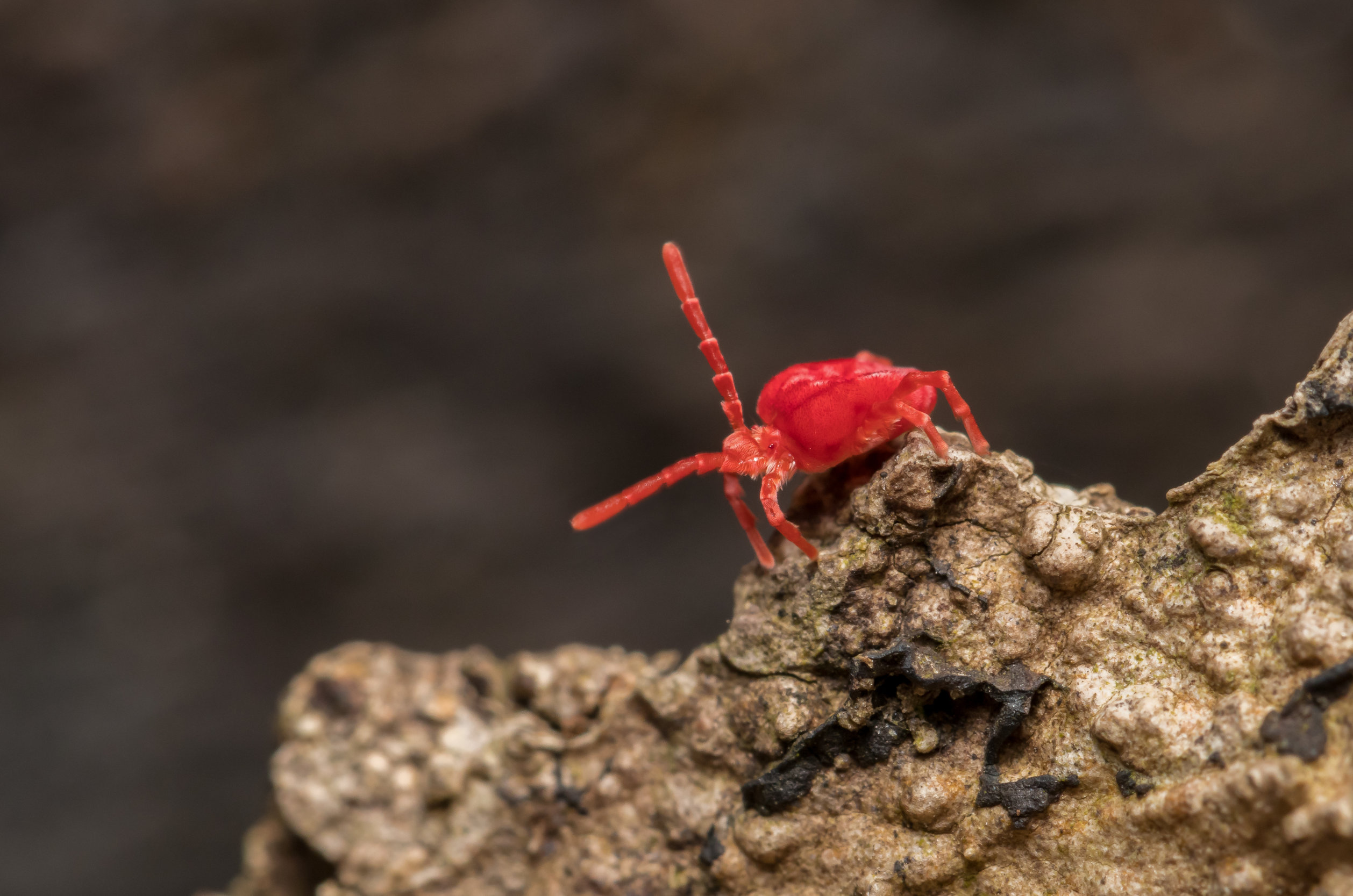 Clover Mites | Bay State Pest Control